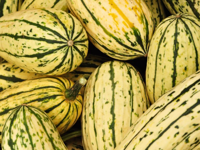 Roasted Delicata Squash with Cinnamon - HOORAH to Health